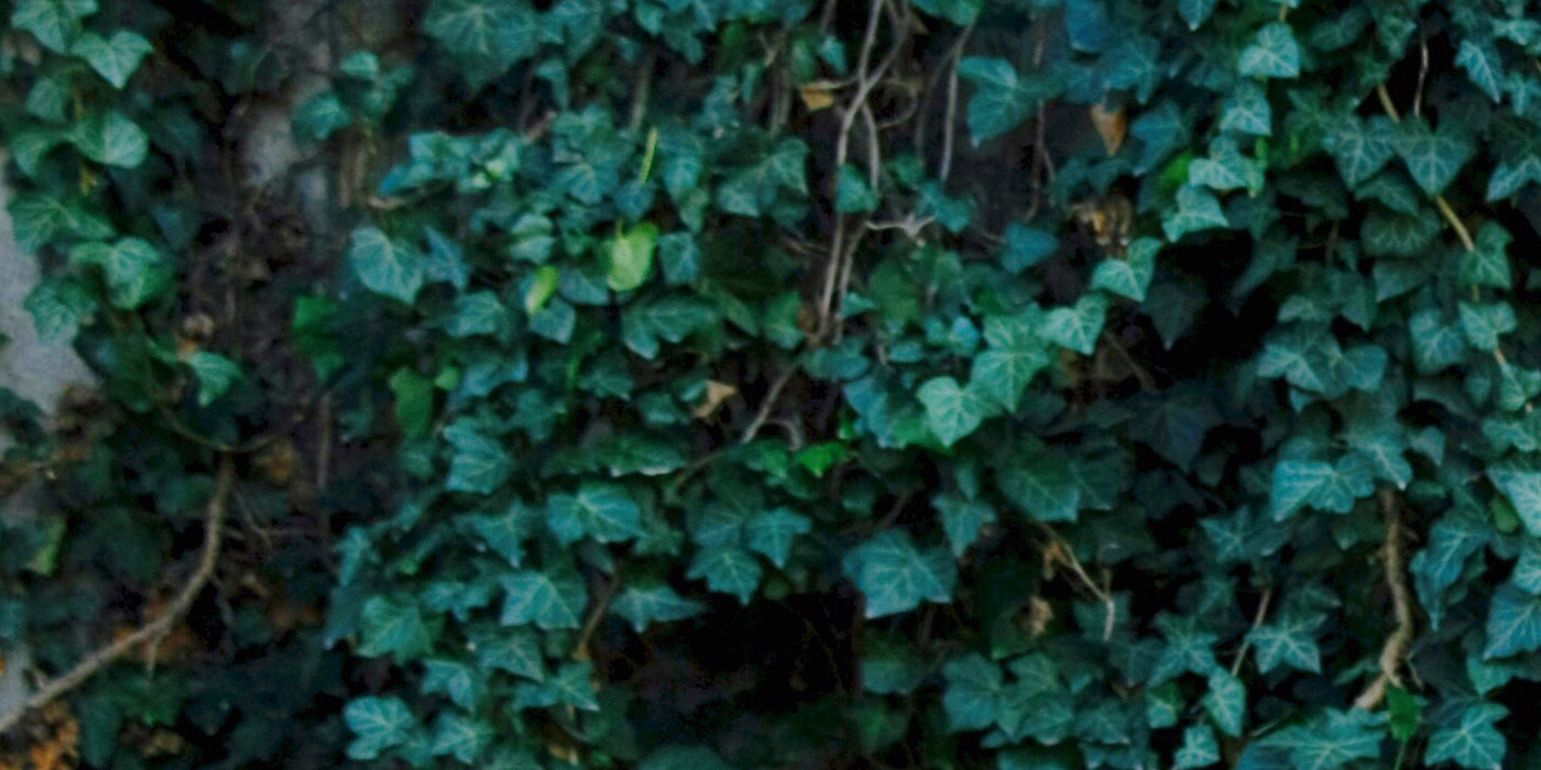 poison-ivy-background-1400x700 - Loyalty Pet Products